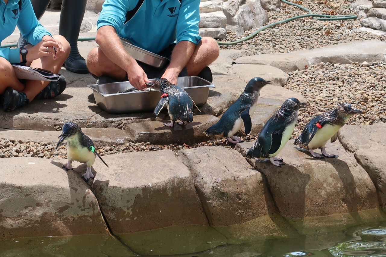 Review: Sea World Marine Theme Park (Gold Coast, Australia) – Dania ...