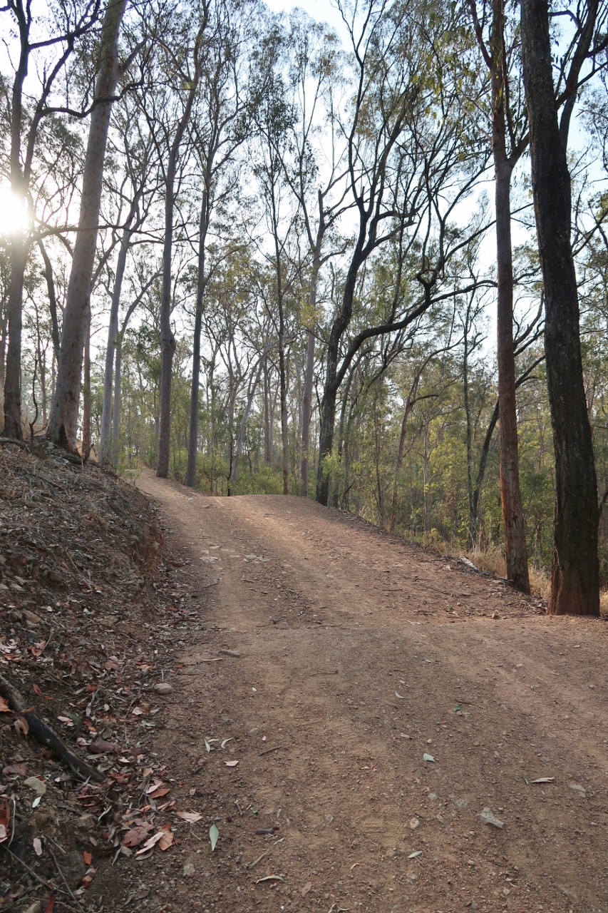 Review: Mount Coo-Tha Lookout Trail Hike (Brisbane, Australia) – Dania ...