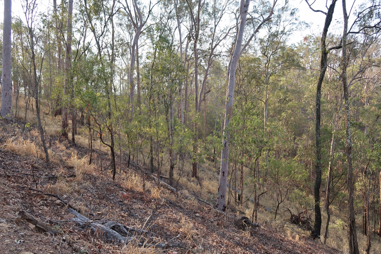 Review: Mount Coo-Tha Lookout Trail Hike (Brisbane, Australia) – Dania ...