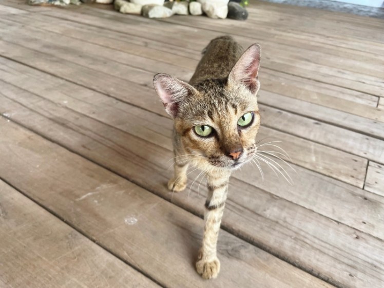 Review: Kelong Baba Restaurant By Kelong Shangrila Tj. Pinang, Kompleks ...